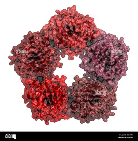 C Reactive Protein Crp Human Inflammation Biomarker Chemical Stock