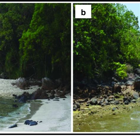 2 A The Intertidal Zone Of Pantai Pasir Cina Ppc Where Dead Coral