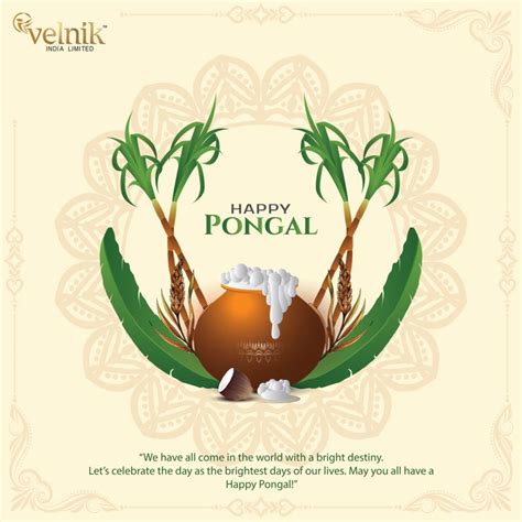 Velnik India Limited On Linkedin Happypongal Pongal Pongalkolam Pongalfestival Pongalrangoli…