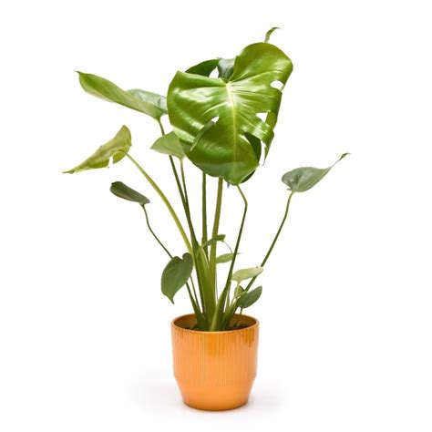 Monstera Deliciosa Rośliny Doniczkowe Plantemia Pl