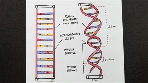 Labelled Diagram Of Dna Molecule