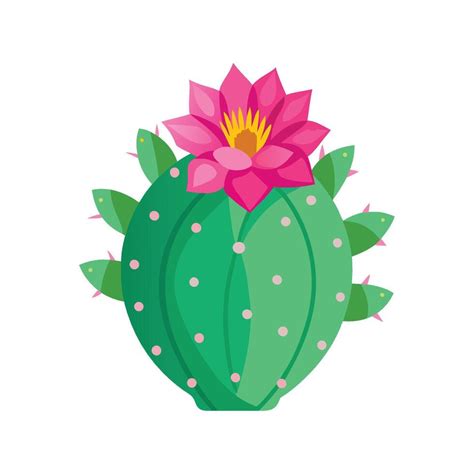 Elegant Echinopsis Cactus Flower 57390760 Vector Art At Vecteezy