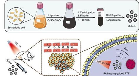 Genetically Engineered Bacterium Can Synthesize Melanin Nanoparticles