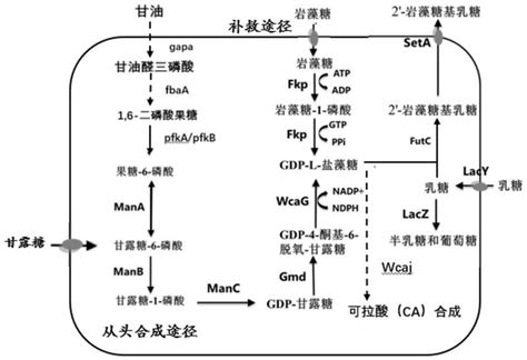 一种利用甘露糖合成2′ 岩藻糖基乳糖的重组大肠杆菌及其应用 爱企查