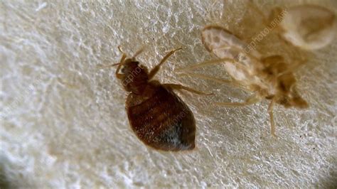 Bed Bug And Skin Casings Stock Video Clip K0094220 Science Photo Bed Bug And Skin Casings Stock Video Clip K0094220 Science Photo