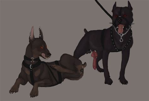 Rule 34 Animal Genitalia Animal Penis Animal Pussy Anus Balls Canid