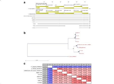 multiple alignment a neighbour joining tree b and nucleotide