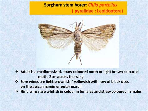 Insect Pests Of Sorghum And Maize Pptx