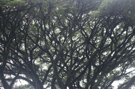 The Branches Of The Tree Trunk Form A Beautiful Plant Stock Image Image Of Deciduous Forest