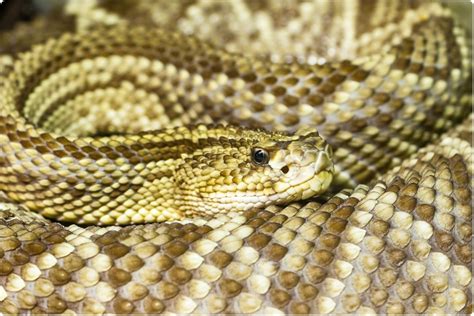 Rattlesnake Venom