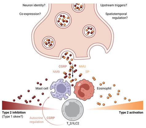 神经与免疫的对话：过敏与大脑的隐秘联系 哔哩哔哩