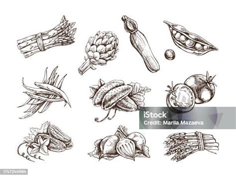 스케치 스타일의 손으로 그린 야채 세트입니다 벡터 야채 빈티지 낙서 그림입니다 카페 메뉴와 라벨을 스케치합니다 각인 이미지 수확 개체 그룹에 대한 스톡 벡터 아트 및 기타