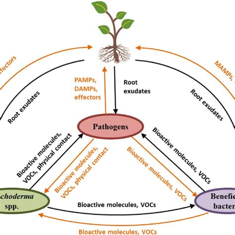 Pdf Combined Use Of Trichoderma And Beneficial Bacteria Mainly Bacillus And Pseudomonas