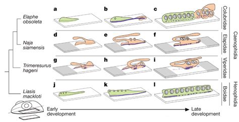 Schematic Three Dimensional Reconstructions Showing The Similarity In