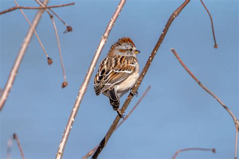 Lil Guy Rockin A Mohawk Scrolller