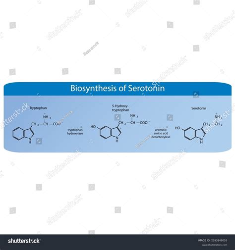 Diagram Showing Biosynthesis Serotonin Tryptophan 2 Stock Vector Royalty Free 2393849055