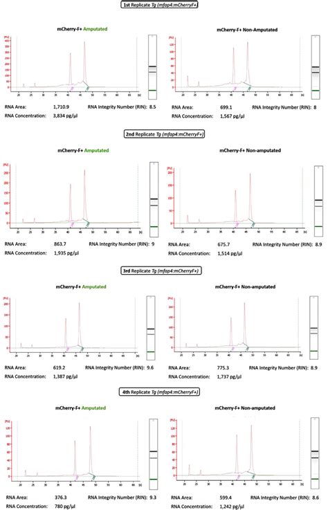 Analysis Of Rna Integrity Using The Agilent 2100 Bioanalyzer