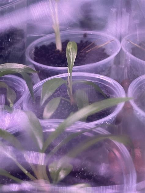 Did I Hit The Tc Philo Pluto Caramel Marble Lottery 💚💛🤎 Deflasked March 5 Rrarehouseplants