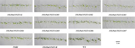 Overexpression Of Pmufgt3 Site Directed Mutagenesis In Arabidopsis