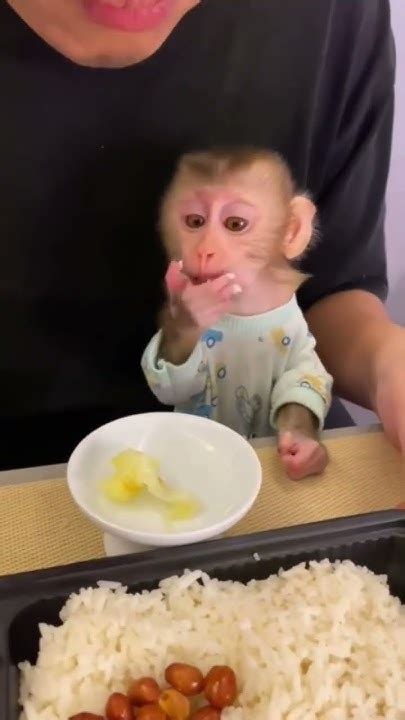 애기 원숭이키우기 Youtube