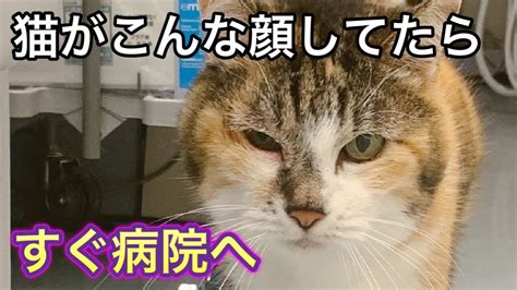 猫 目やに 多い なぜ？ Shalfeiのblog