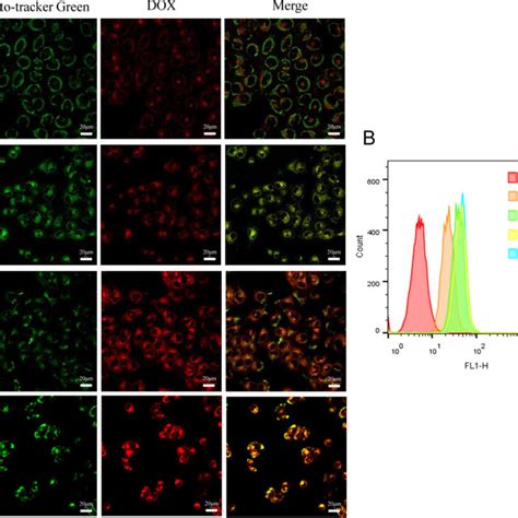 A Mitochondrial Co Localization And The Cellular Uptake Of Dox In