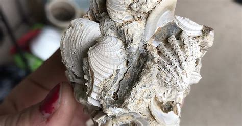 Cleaned Fossilized Shells Cluster Album On Imgur
