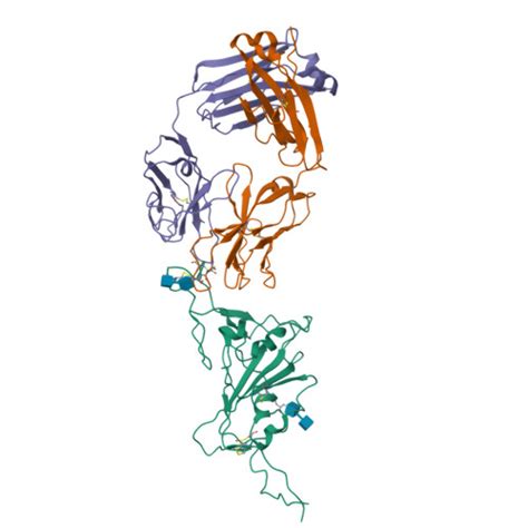 Rcsb Pdb 8c89 Sars Cov 2 Spike In Complex With The 17t2 Neutralizing Antibody Fab Fragment