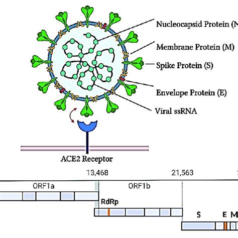 Schematic Diagram Of The A Sars Cov 2 Structure And B Its Genome Download Scientific