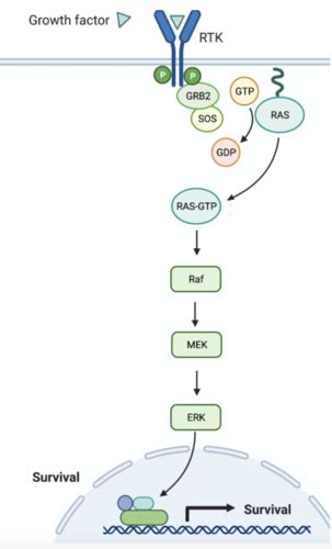 Cell Bio Final Flashcards Quizlet