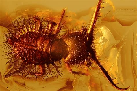 Amber Natures Fossilized Time Capsule