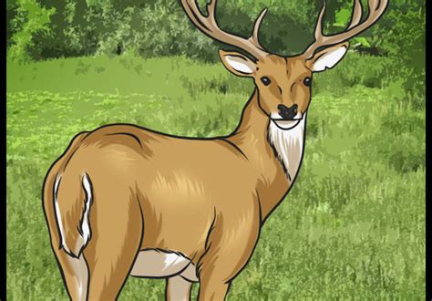 How To Draw A Deer Trending Difficulty Any Dragoart Com