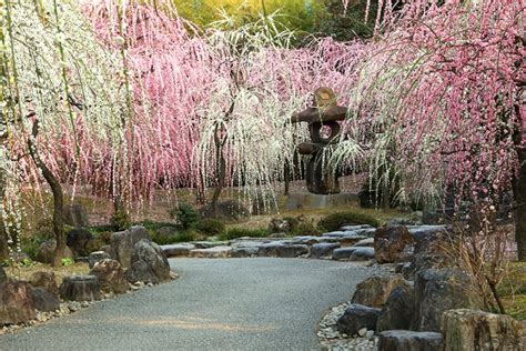 京都 梅の名所8選 北野天満宮・城南宮・東寺など｜そうだ 京都、行こう。