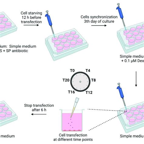 Schematic Representation Of The Synchronization Of Cells And The Download Scientific Diagram