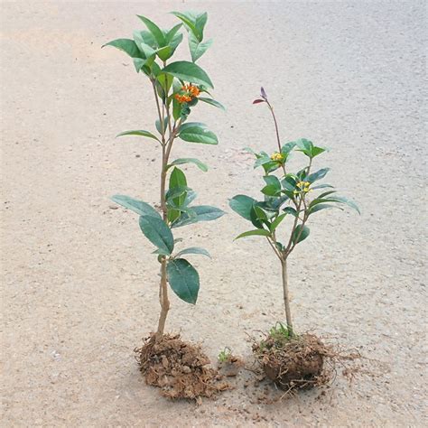 四季桂花树苗盆栽实原生桂花日香桂月桂天香台阁花佛顶珠地盆景 虎窝淘