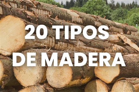 Kompletan Vodič O Vrstama Drveta Karakteristike Upotreba I Primjeri