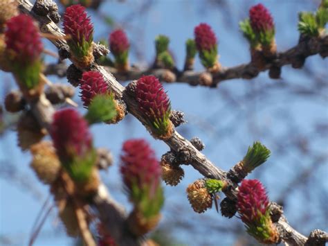 Tree Red Buds Spring Red Buds Part Free Image From Needpix Com