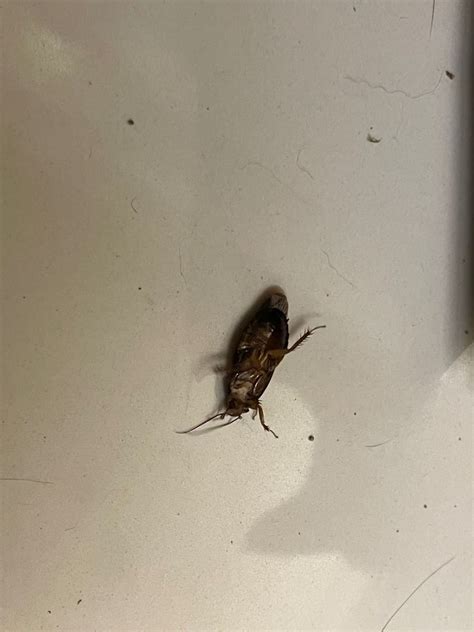 請益 請益 想請問這是什麼蟑螂 昆蟲板 Dcard
