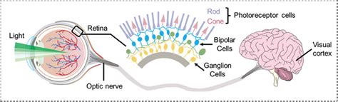 Schematics Of The Human Visual System Reproduced With Permission [⁸²