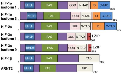 The Structure Scheme Of Active Human Hif α Isoforms And Human Hif β Download Scientific
