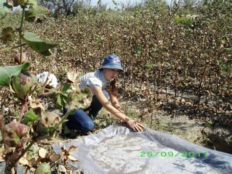 Conducting Field Capacity Experiment Download Scientific Diagram