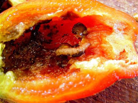 Pepper Fruit Borers Icowapp