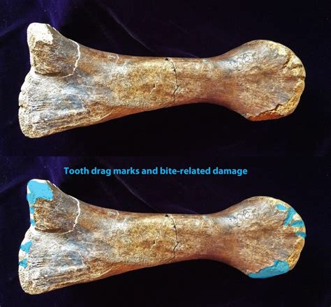 Bite Marks Hadro 3 Member Collections The Fossil Forum