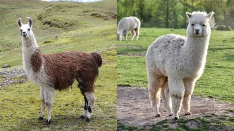 What Is The Difference Between A Llama And An Alpaca Online Field Guide