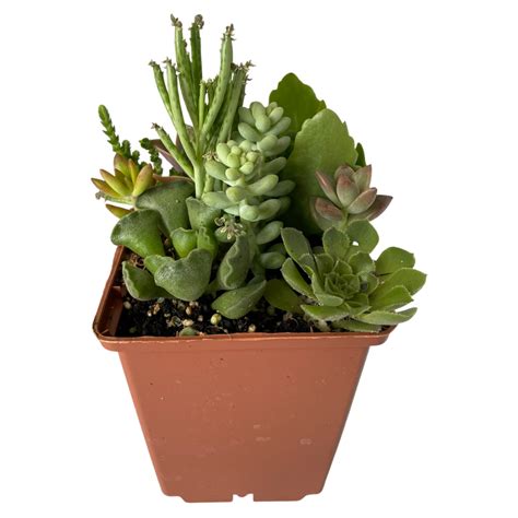 ᐉ Композиція із сукулентів №7 з 8 видів кімнатних рослин • Краща ціна в Києві Україні • Купити