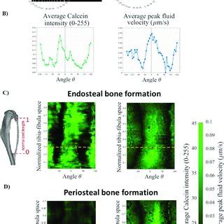 A Single Cross Section Of The Tibia With The Fibula For The Bones Download Scientific Diagram