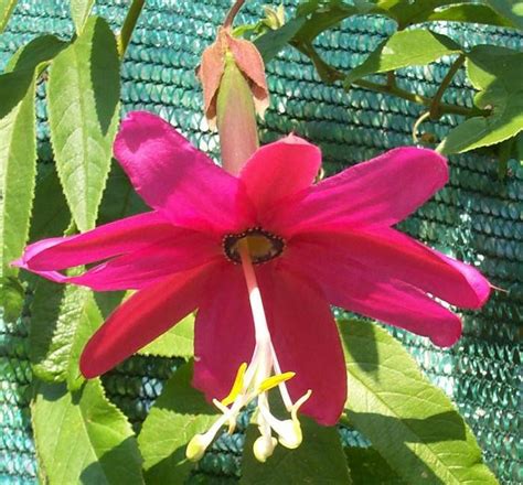 Passiflora Exoniensis Flowers Flower Power Photo Art