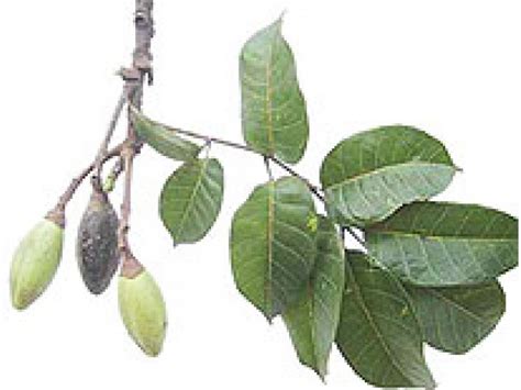 Elemi Essential Oil (Canarium luzonicum)
