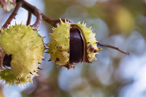 Chestnut Fruit Shell Free Photo On Pixabay