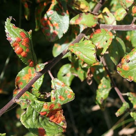 Актуални вредители по овошките Български Фермер